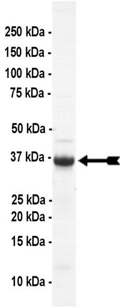 CHIP Protein, active, 10 µg | 23-050
